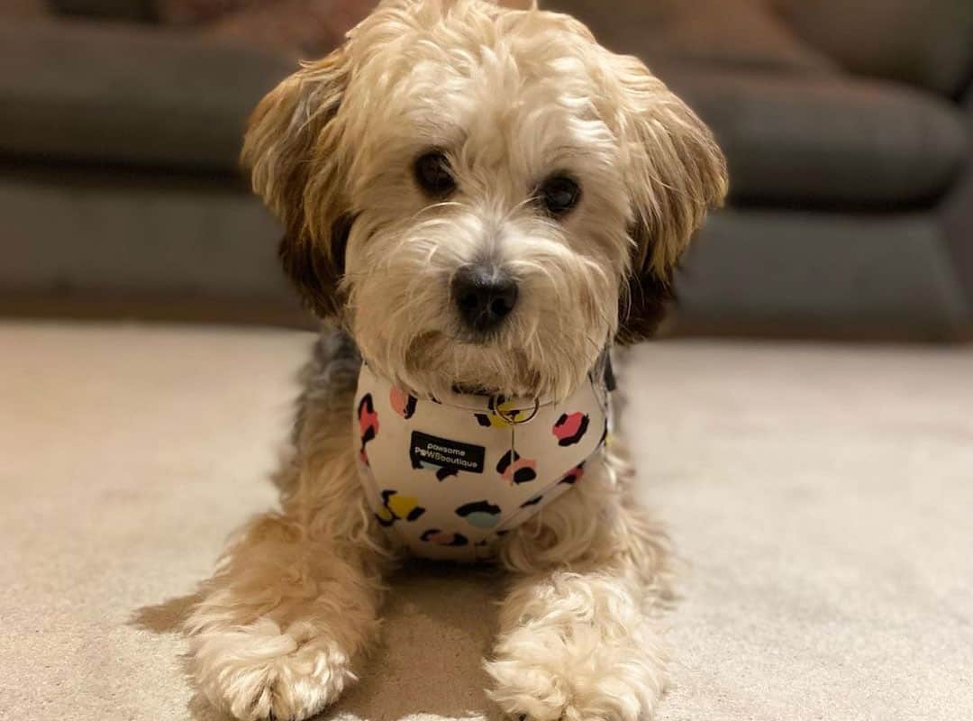 Yorkie Mixes: 40 Different Yorkshire Terrier Crossbreeds - K9 Web