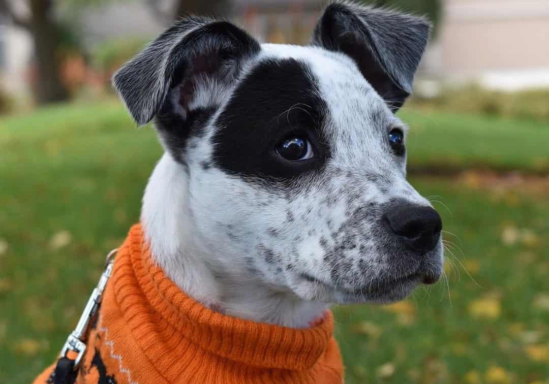 Blue Heeler Mixes: 21 Different Australian Cattle Dog Crossbreeds - K9 Web
