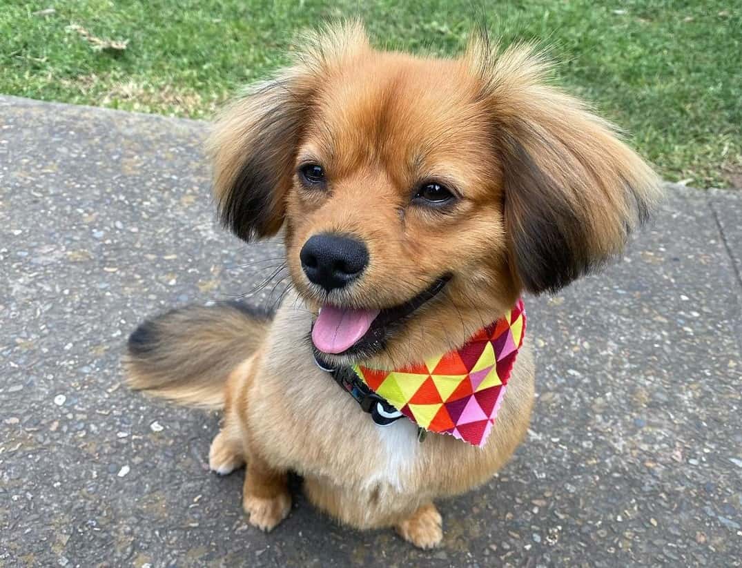 Pomeranian Mixes: 39 Different Pom Crossbreeds - K9 Web