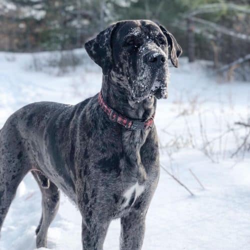 Great Dane Mixes: 35 Different Great Dane Crossbreeds - K9 Web