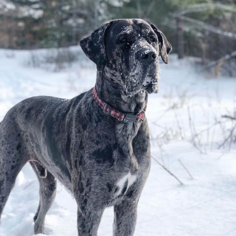 Great Dane Mixes: 35 Different Great Dane Crossbreeds - K9 Web