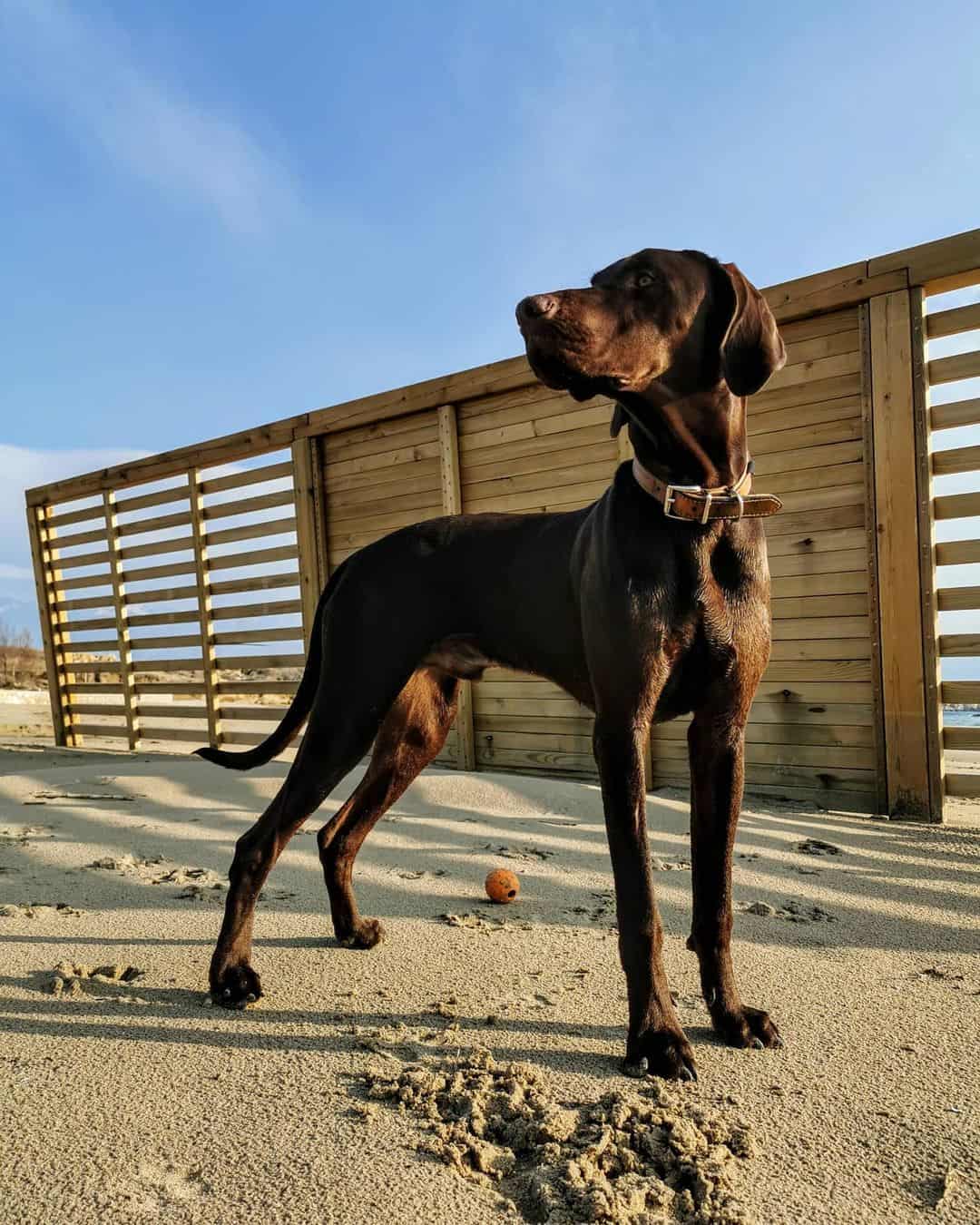 Weimaraner Mixes: 23 Different Weimaraner Crossbreeds - K9 Web