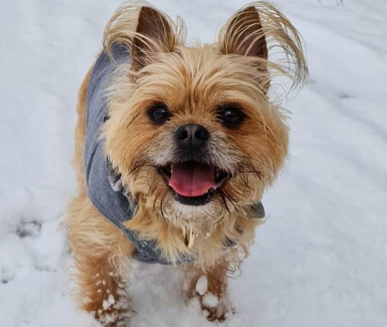 Yorkie Mixes: 40 Different Yorkshire Terrier Crossbreeds - K9 Web