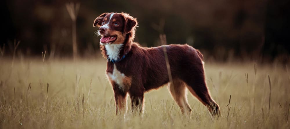 Australian Shepherd Colors: The Standard & Rare Aussie Coat Colors - K9 Web