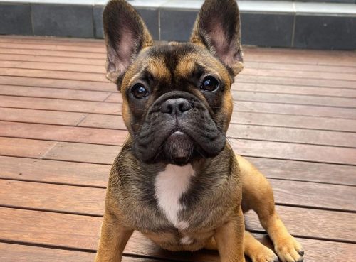 French Bulldog Colors: The Standard & Rare Frenchie Coat Colors - K9 Web
