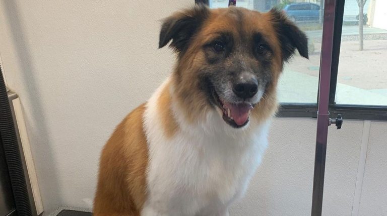 Akita Mixes: 25 Different Akita Inu Crossbreeds - K9 Web