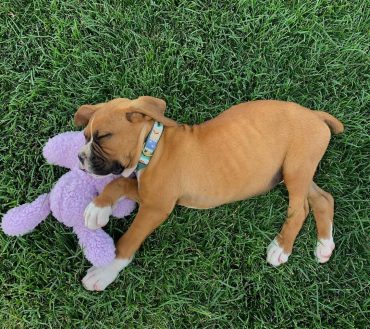 200+ Popular and Meaningful Boxer Names For Your Dog - K9 Web