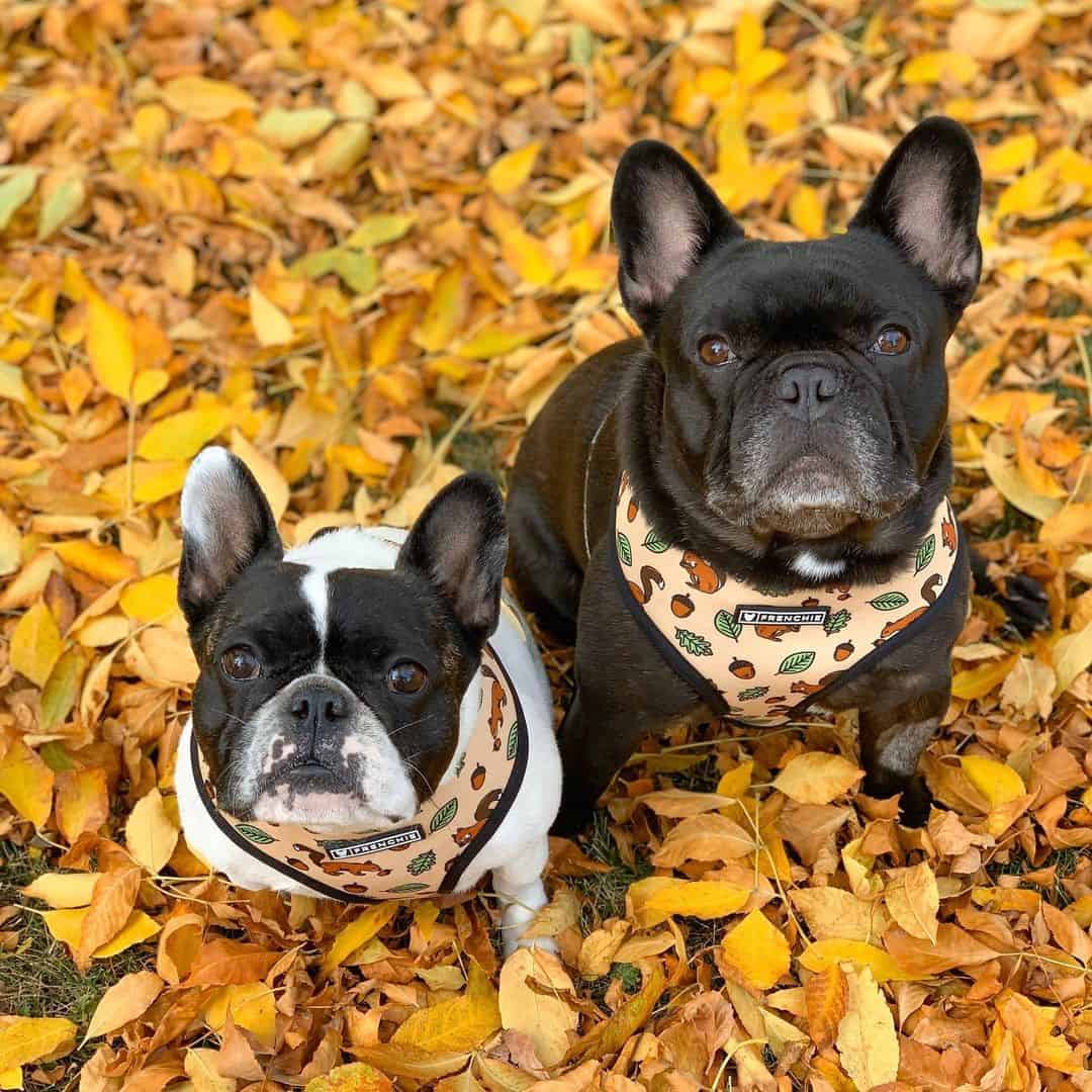 What are the Best French Bulldog Names For Your Frenchie Pup? - K9 Web