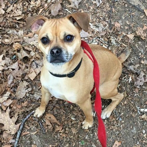 Meet some of the most perfect Pug mix dogs - K9 Web