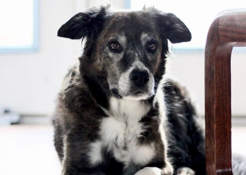 Boxer Mixes: 35 Different Boxer Dog Crossbreeds - K9 Web