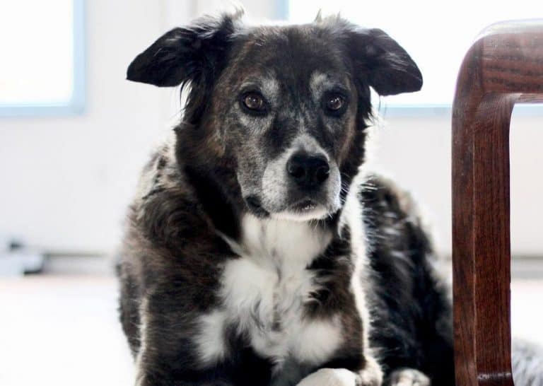 Boxer Mixes: 35 Different Boxer Dog Crossbreeds - K9 Web