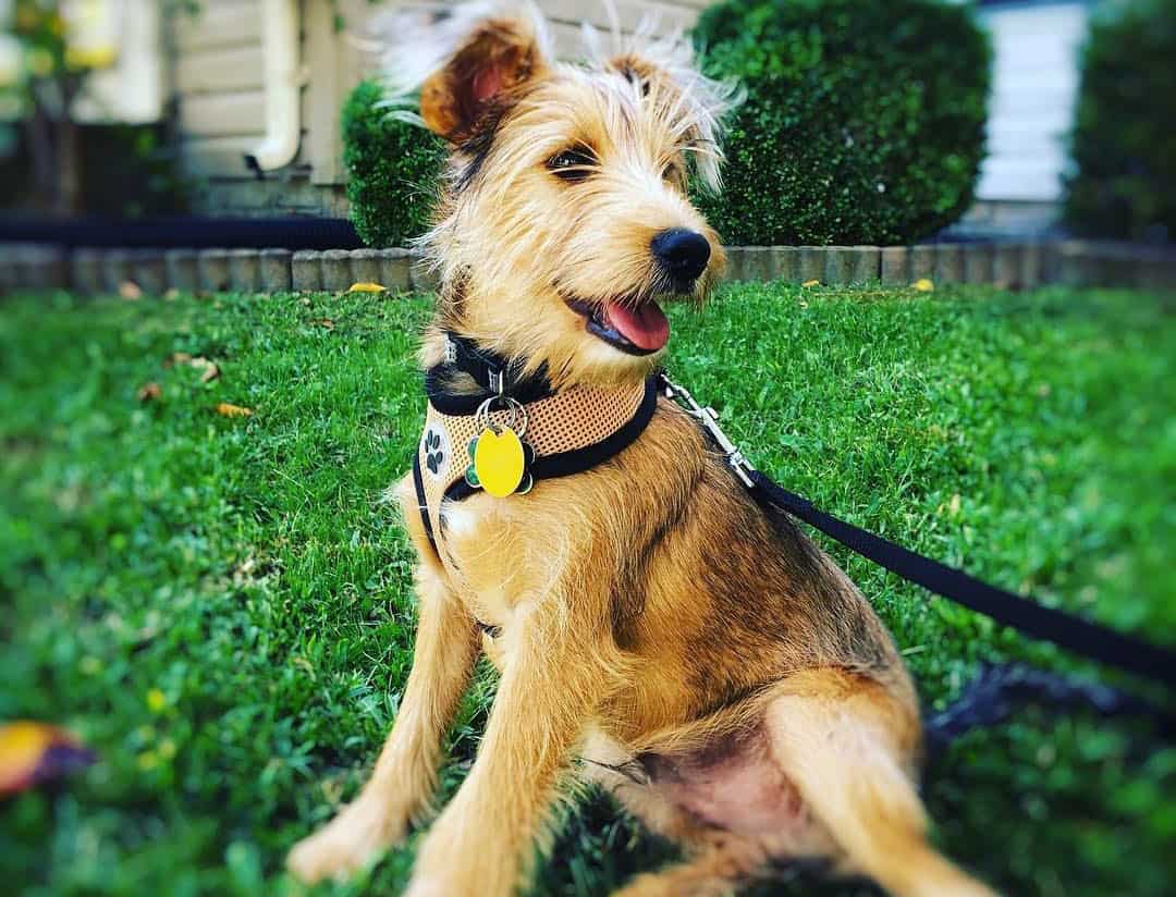 40 Different Exciting Types of Yorkie Mixes - K9 Web