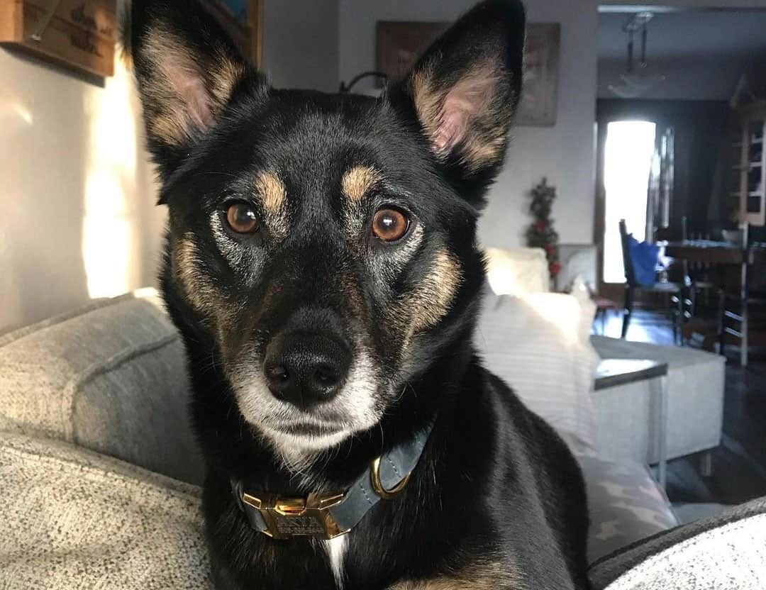 Shiba Inu Mixes: 30 Different Shiba Dog Crossbreeds - K9 Web