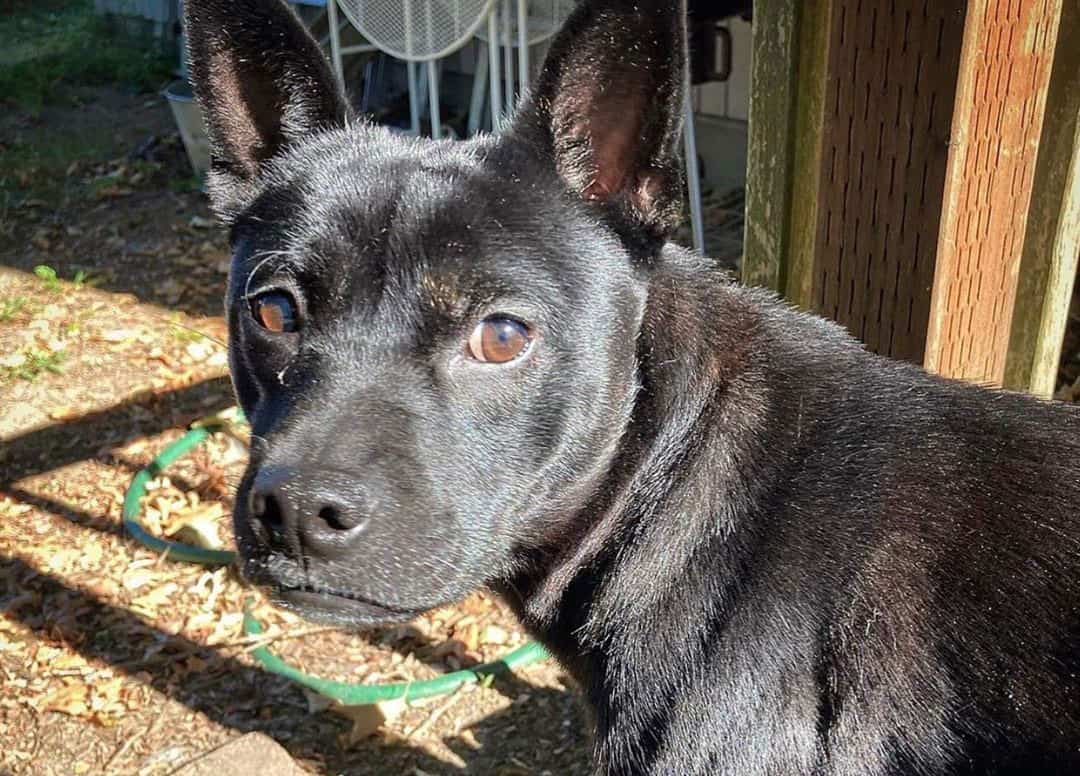 Shiba Inu Mixes: 30 Different Shiba Dog Crossbreeds - K9 Web