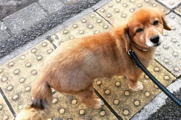Shiba Inu Mixes: 30 Different Shiba Dog Crossbreeds - K9 Web