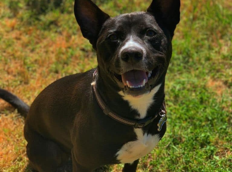 Shiba Inu Mixes: 30 Different Shiba Dog Crossbreeds - K9 Web