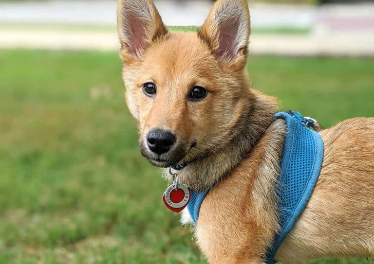 Shiba Inu Mixes: 30 Different Shiba Dog Crossbreeds - K9 Web