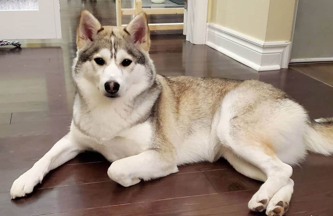 Shiba Inu Mixes: 30 Different Shiba Dog Crossbreeds - K9 Web