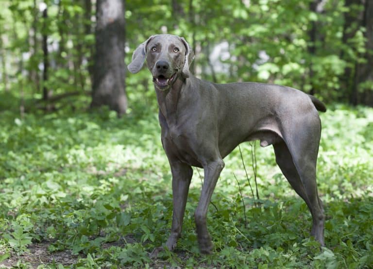 Weimaraner Mixes: 23 Different Weimaraner Crossbreeds - K9 Web