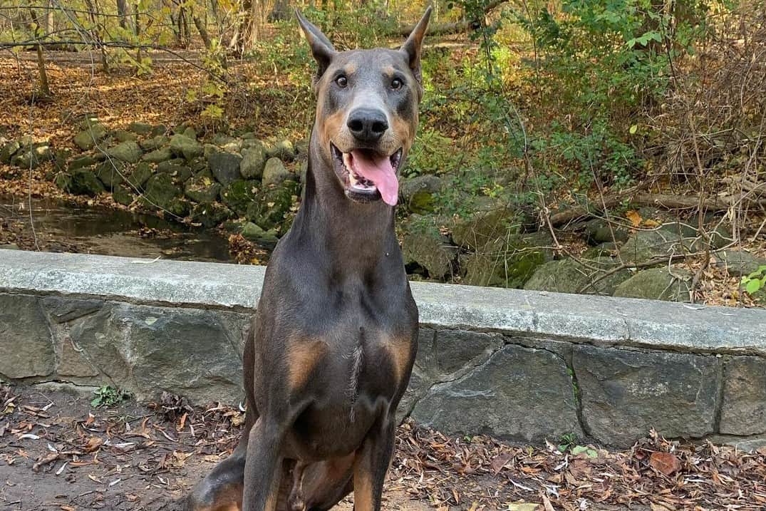 The Blue Doberman: How to care for the Tax Collector’s Dog - K9 Web