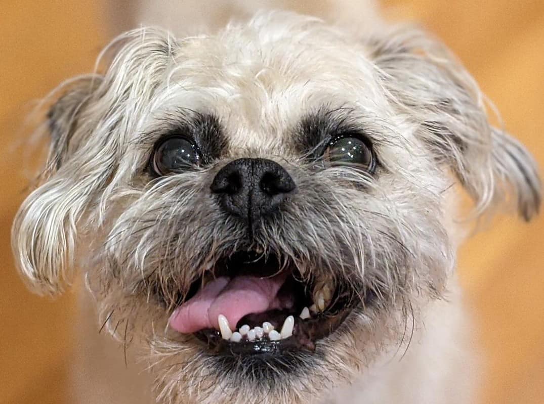 The Pug Poodle Mix - What You Need To Know about the Pugapoo - K9 Web