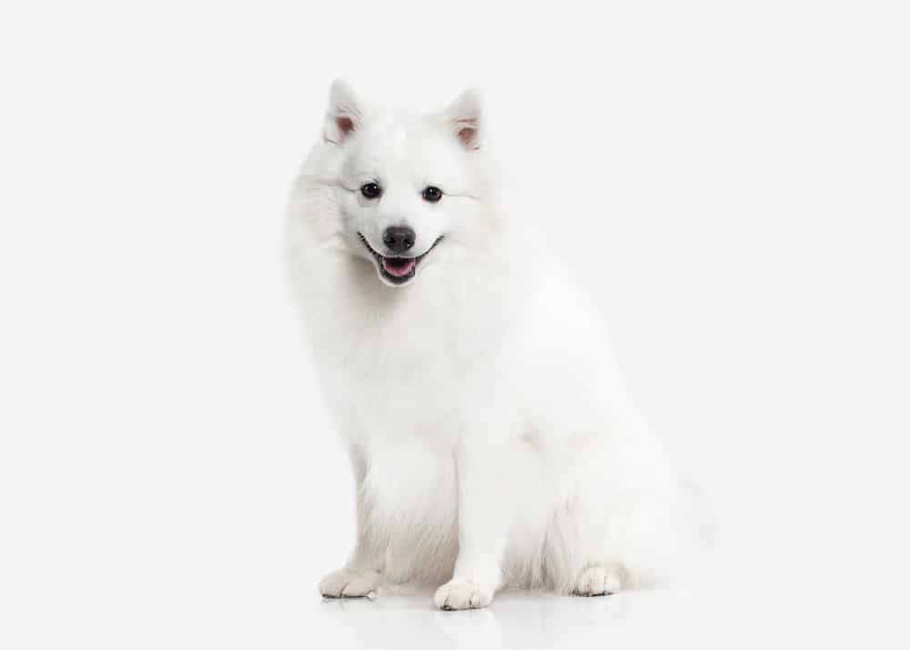 White Pomeranians Will Be the Most Adorable Thing You Ever See - K9 Web