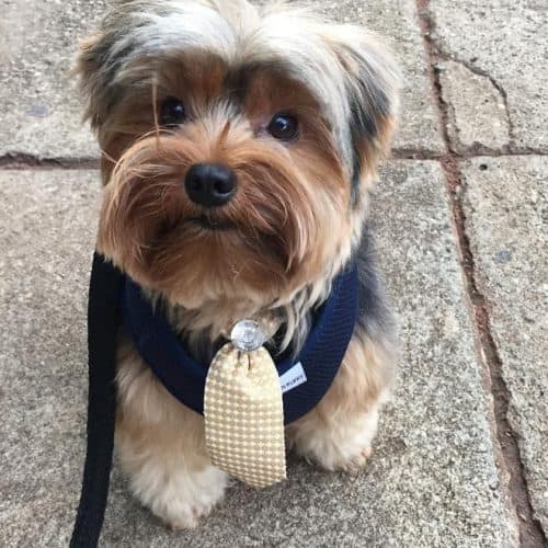 200+ Best Small Dog Names For Your Tiny Pup - K9 Web