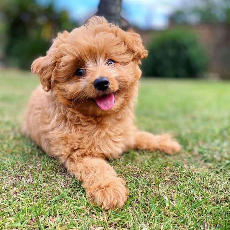 Pomeranian Mixes: 39 Different Pom Crossbreeds - K9 Web