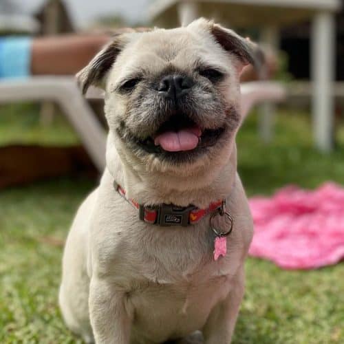 Pug Mixes: 37 Different Pug Crossbreeds - K9 Web
