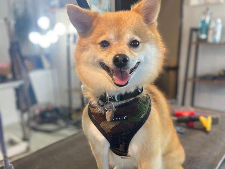 Shiba Inu Mixes: 30 Different Shiba Dog Crossbreeds - K9 Web