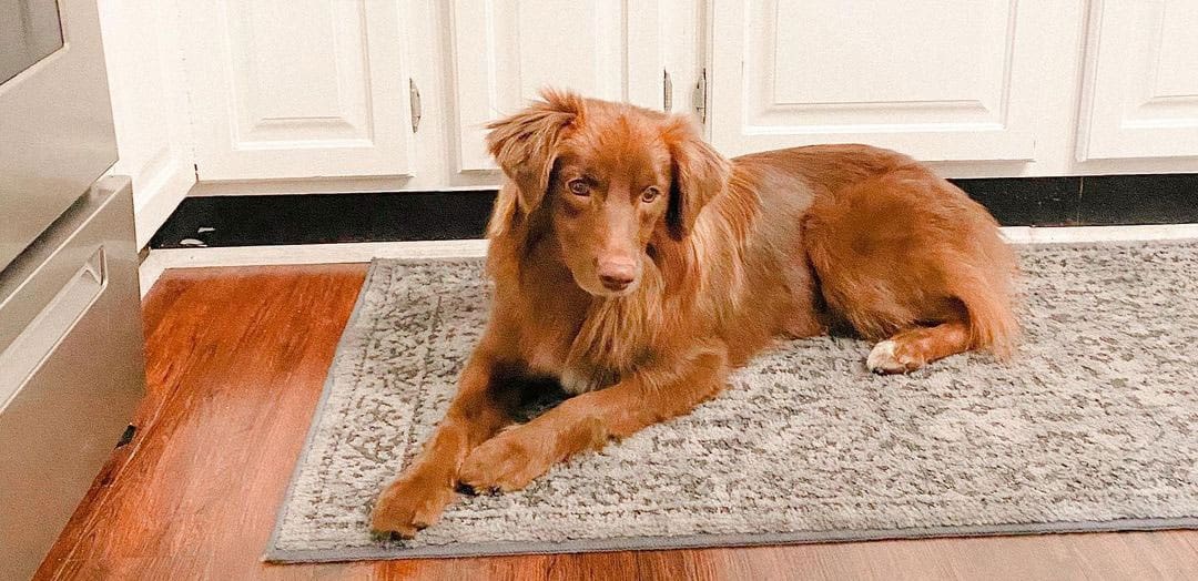 Australian Shepherd Colors: The Standard & Rare Aussie Coat Colors - K9 Web