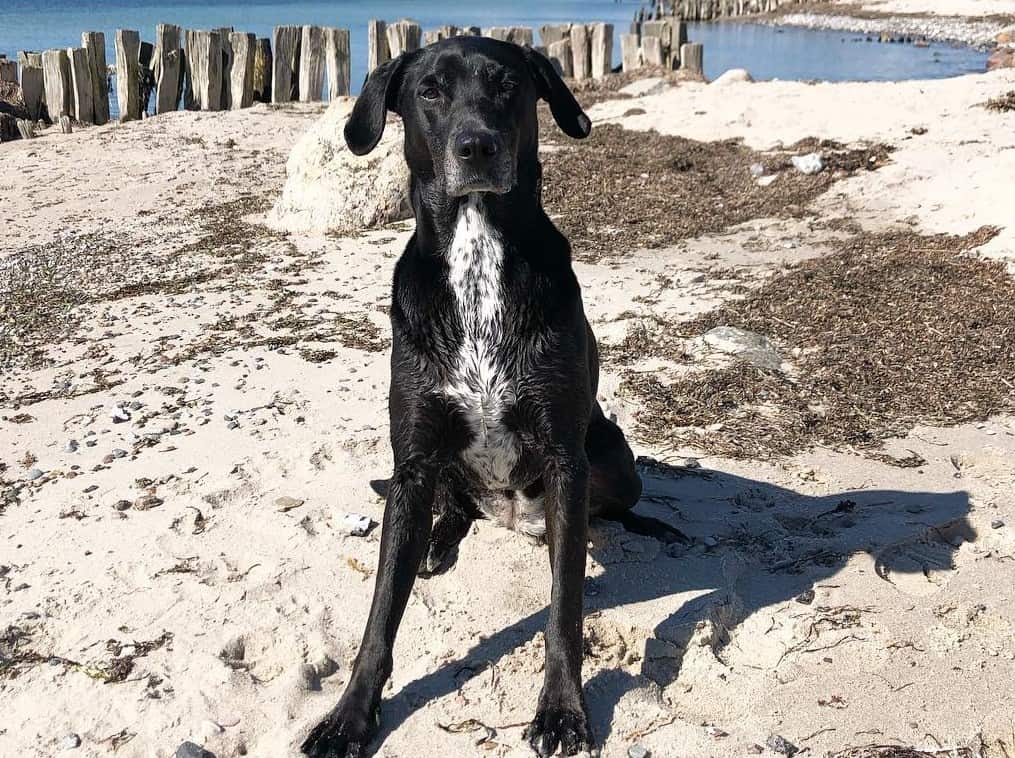 Dalmatian Mixes: 27 Different Dalmatian Crossbreeds - K9 Web