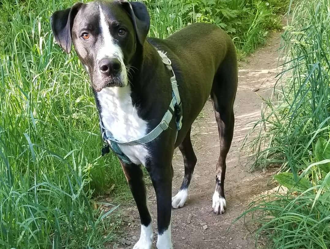 Boxer Mixes: 35 Different Boxer Dog Crossbreeds - K9 Web