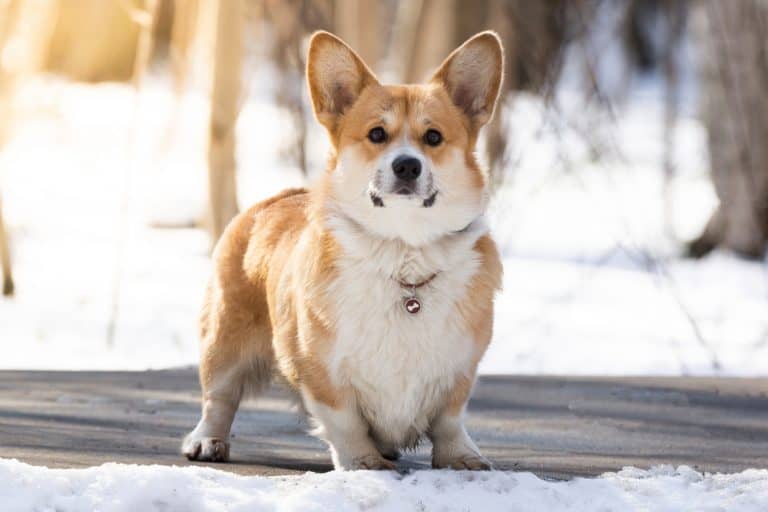 The Best Corgi Names For Your Furry Friend - K9 Web