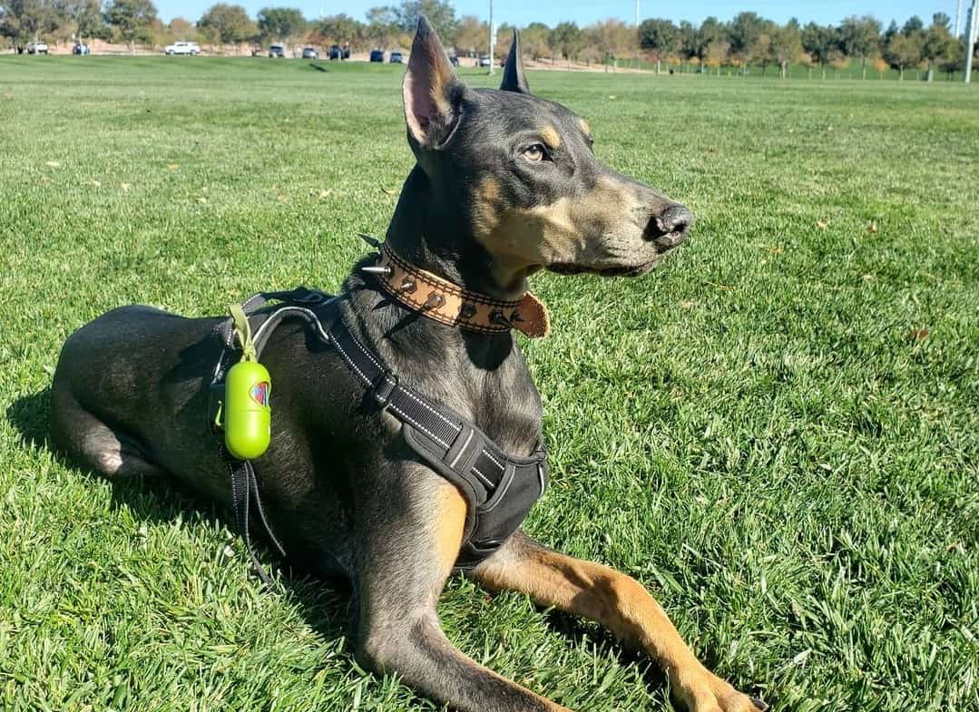 The Blue Doberman: How to care for the Tax Collector’s Dog - K9 Web