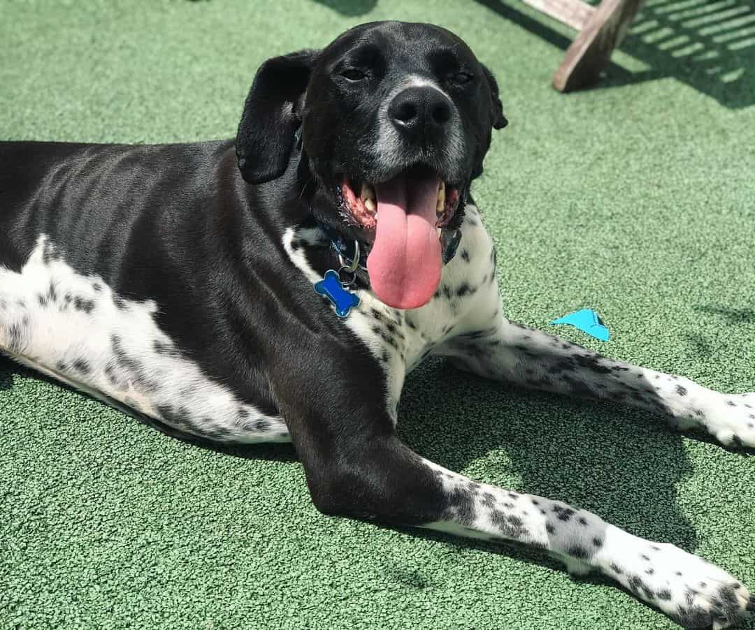 Dalmatian Mixes: 27 Different Dalmatian Crossbreeds - K9 Web