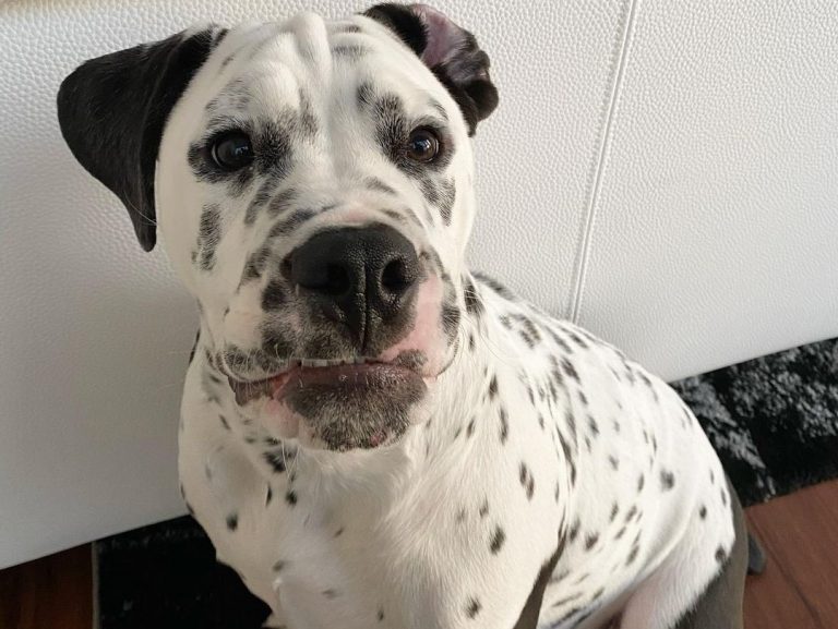 Dalmatian Mixes: 27 Different Dalmatian Crossbreeds - K9 Web