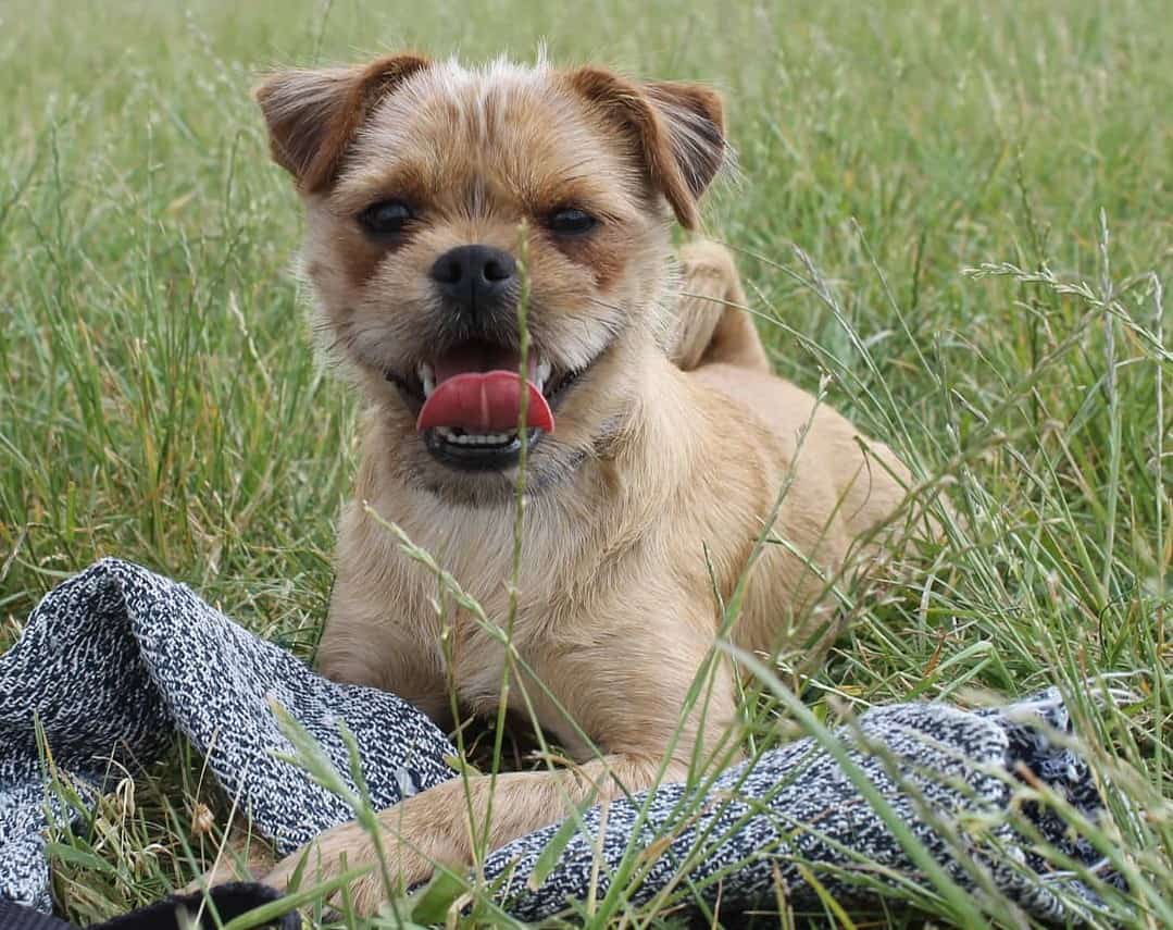 Meet some of the most perfect Pug mix dogs - K9 Web