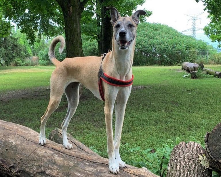 Great Dane Mixes: 35 Different Great Dane Crossbreeds - K9 Web