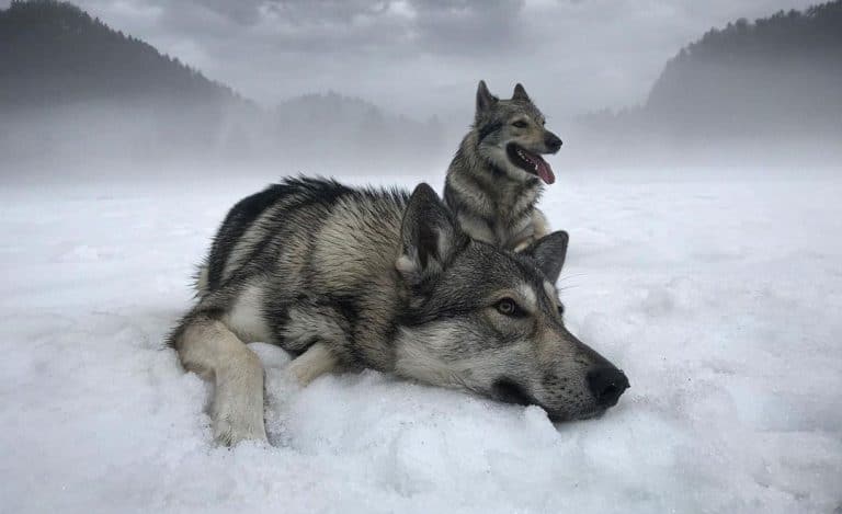 Tamaskan Dog: All You Need To Know About The Finnish Wolfdog - K9 Web
