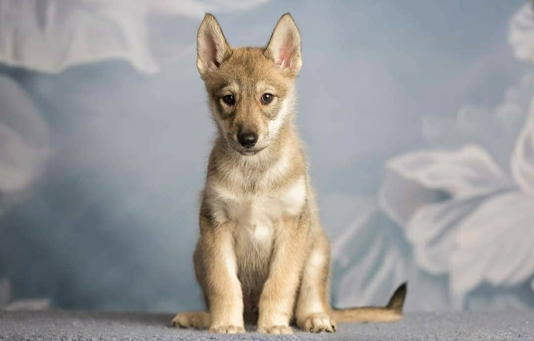 Tamaskan Dog: All You Need To Know About The Finnish Wolfdog - K9 Web