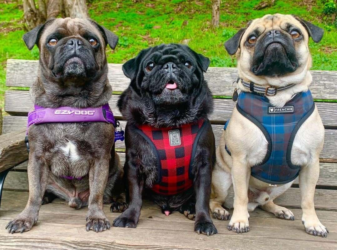 What are the different Pug colors, and which is the most common? - K9 Web