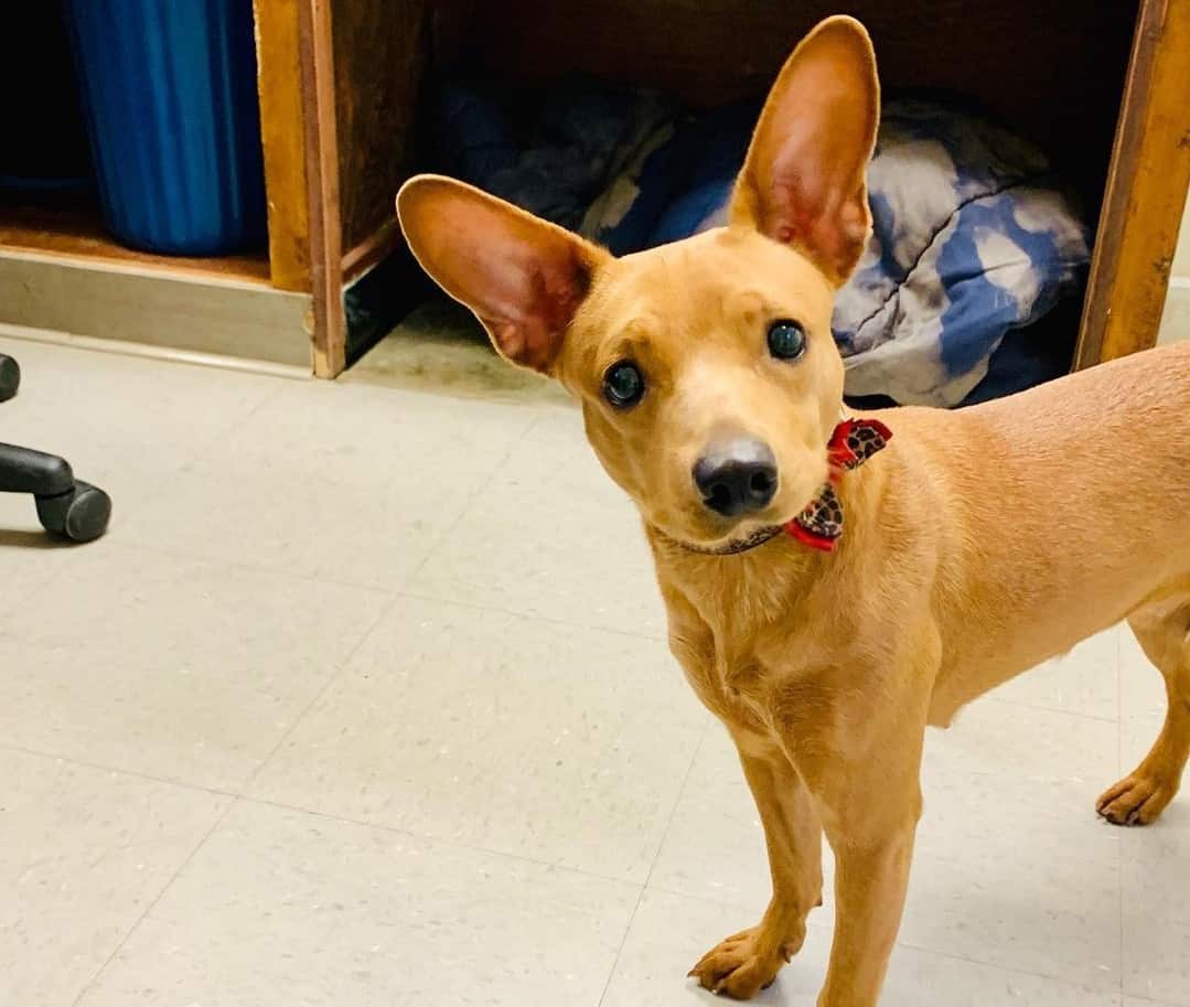 Basenji Mixes: 21 Different Basenji Crossbreeds - K9 Web