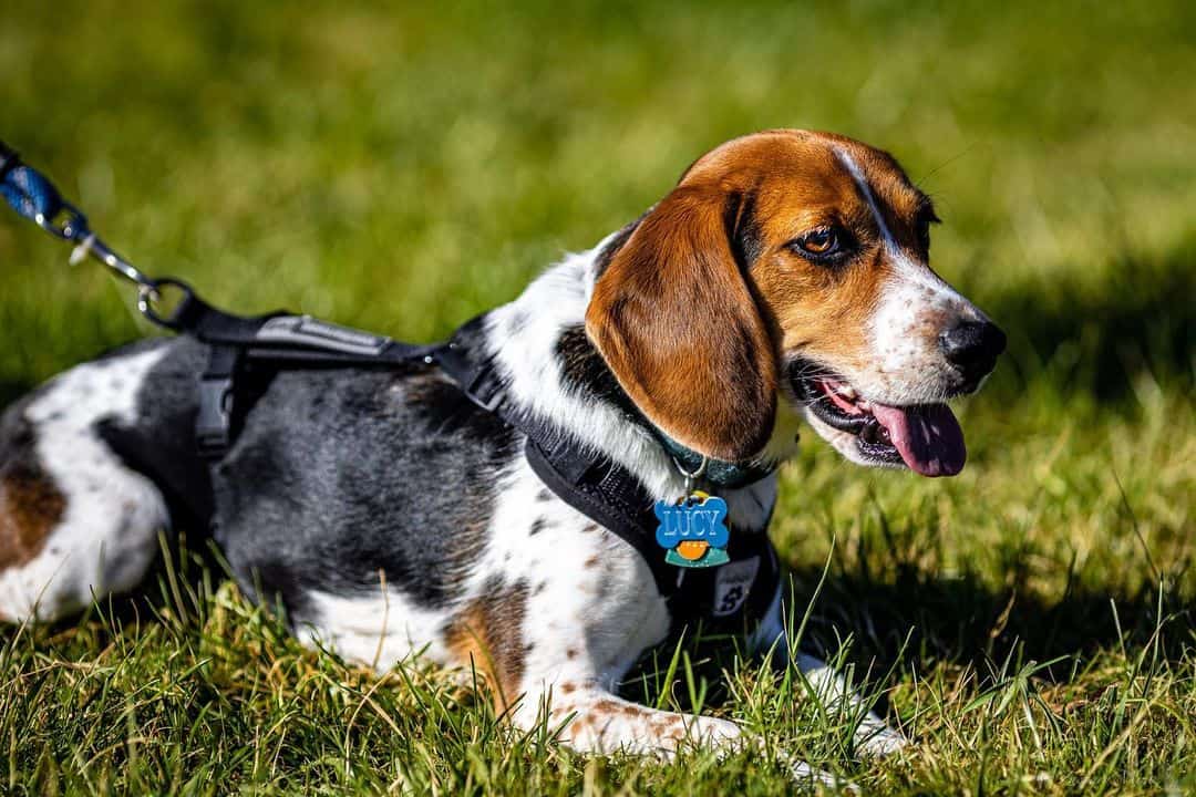 All You Need to Know About the Intelligent German Shorthaired Pointer ...