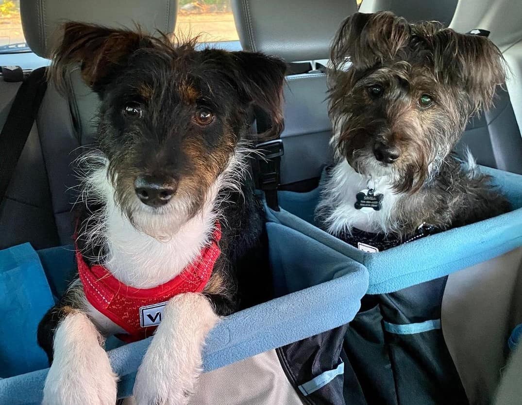 Basenji Mixes: 21 Different Basenji Crossbreeds - K9 Web