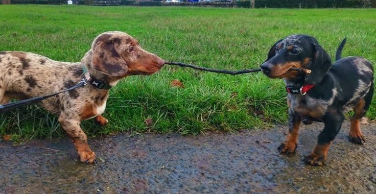 Dapple Dachshund: All You Need to Know about Dapple Doxie - K9 Web