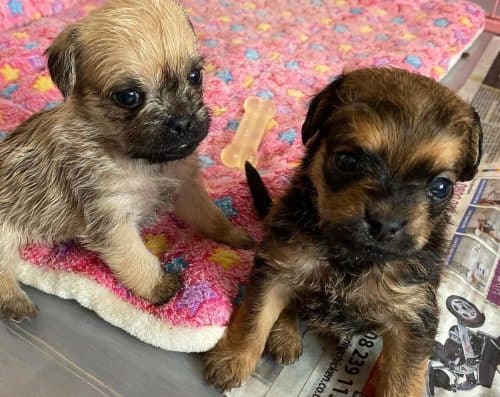 The Pug Poodle Mix - What You Need To Know about the Pugapoo - K9 Web