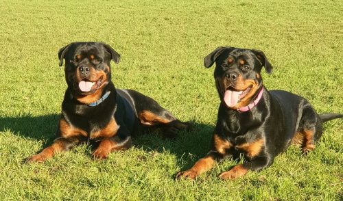 Rottweiler Names: 200+ Best Dog Name Ideas For Your Rottie - K9 Web