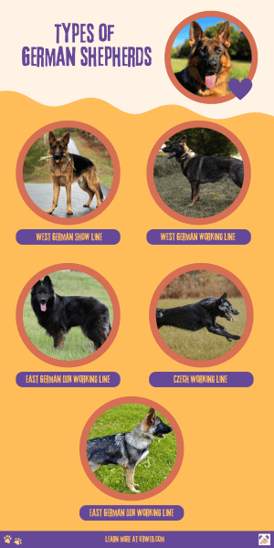 Types of German Shepherds: 5 Different Types of GSD Lines - K9 Web