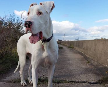 Great Dane Colors: The Standard & Rare Great Dane Coat Colors - K9 Web